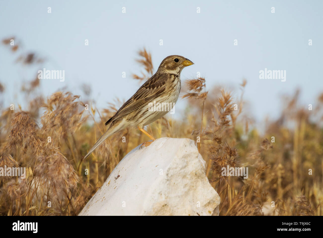 Corn in romania hi-res stock photography and images - Alamy