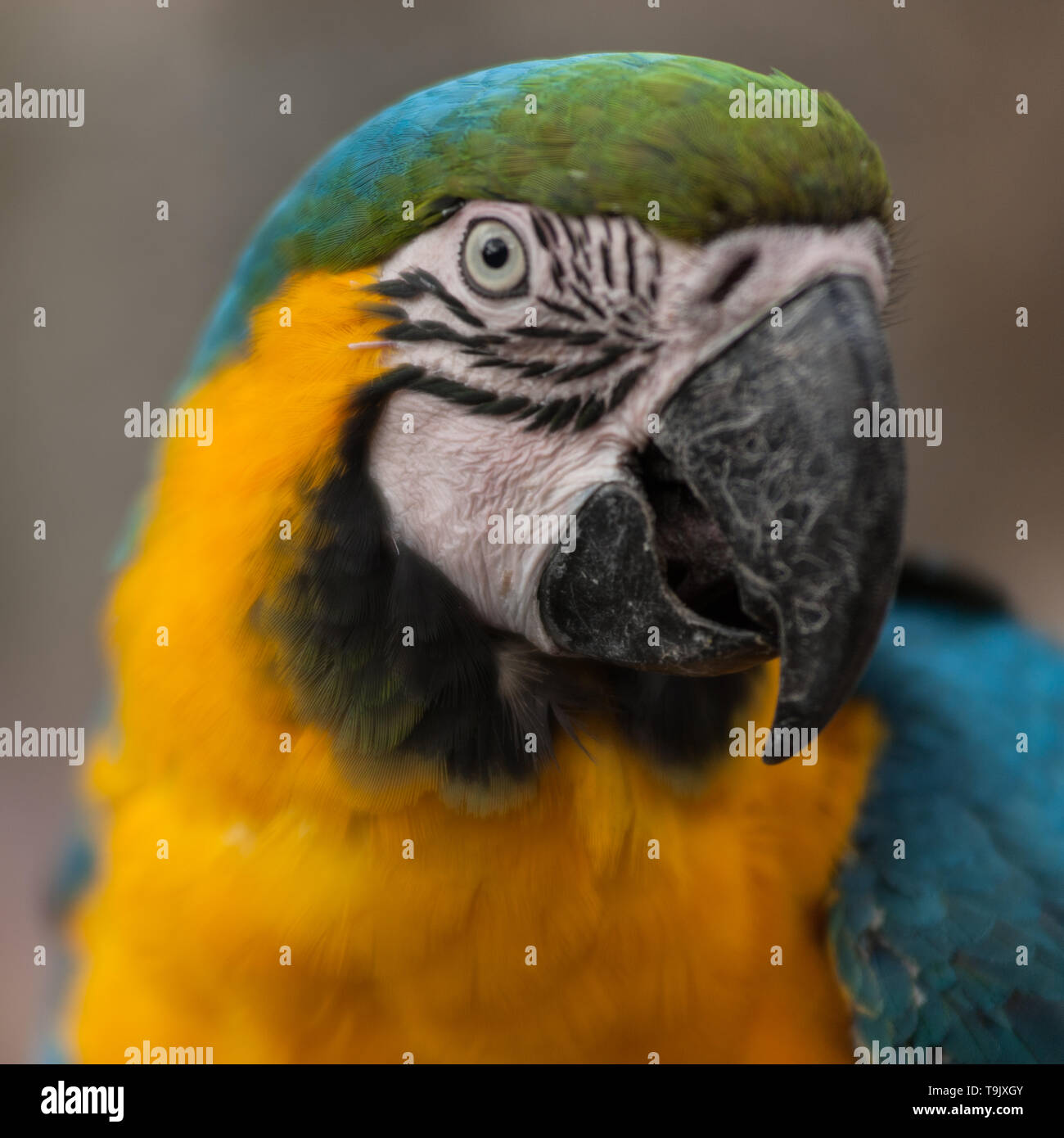Eye to eye portrait of a blue and gold macaw (Ara ararauna of the ...