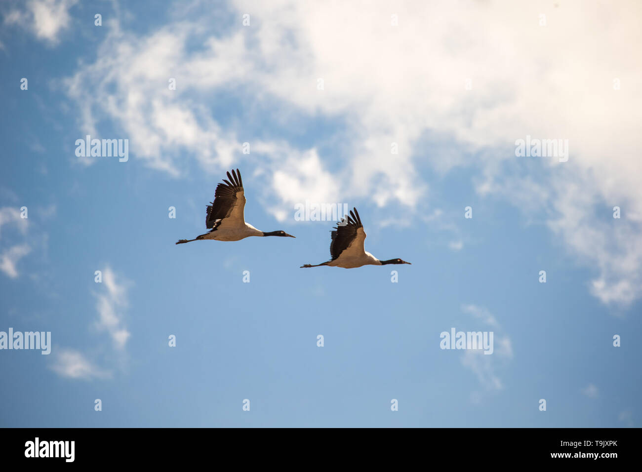 Two black-necked cranes spreading their wings in flight Stock Photo - Alamy