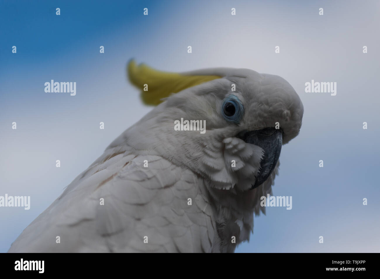 Close up portrait of a sulphur-crested cockatoo (Cacatua galerita of ...