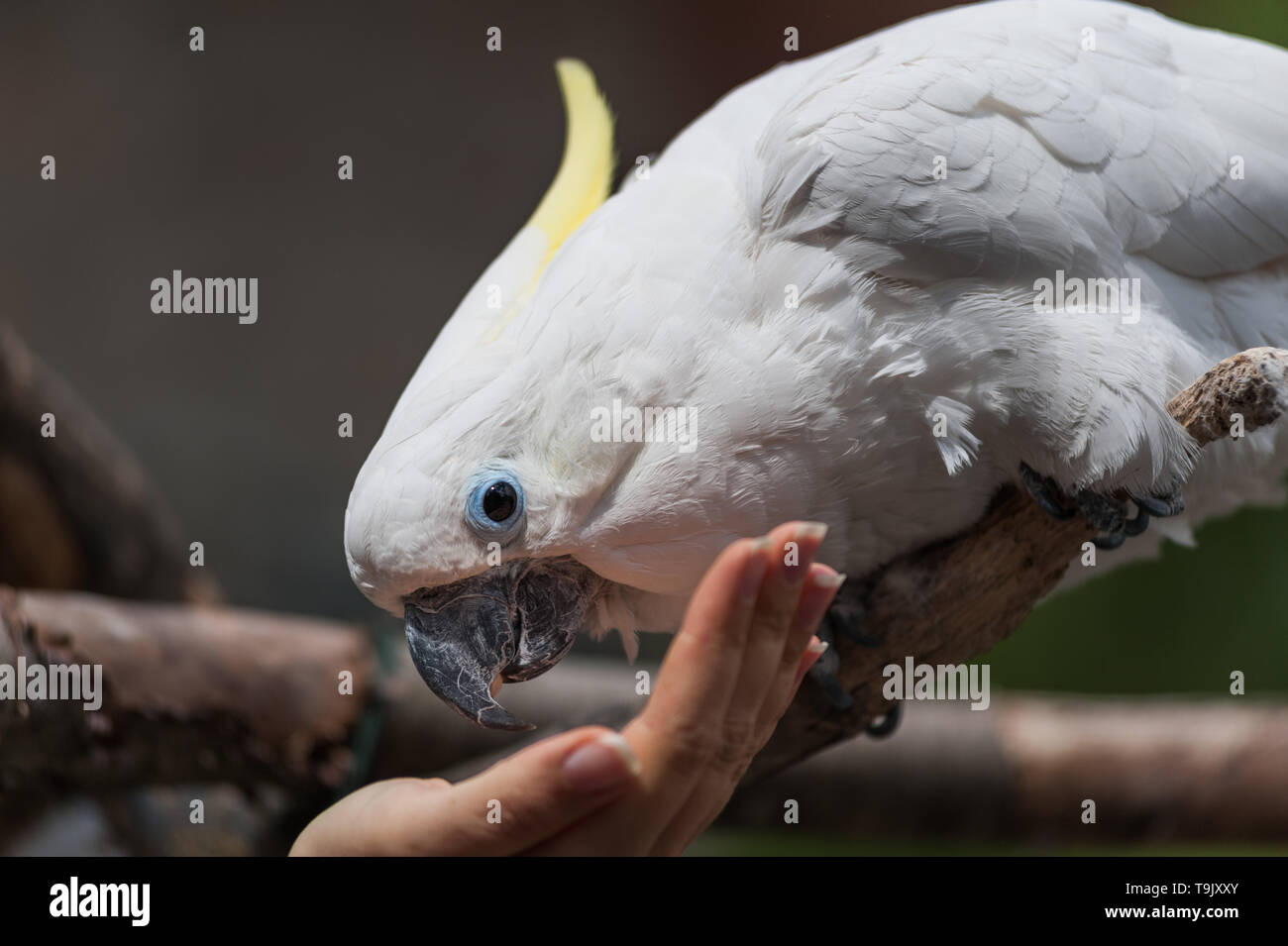 Close up portrait of a sulphur-crested cockatoo (Cacatua galerita of ...