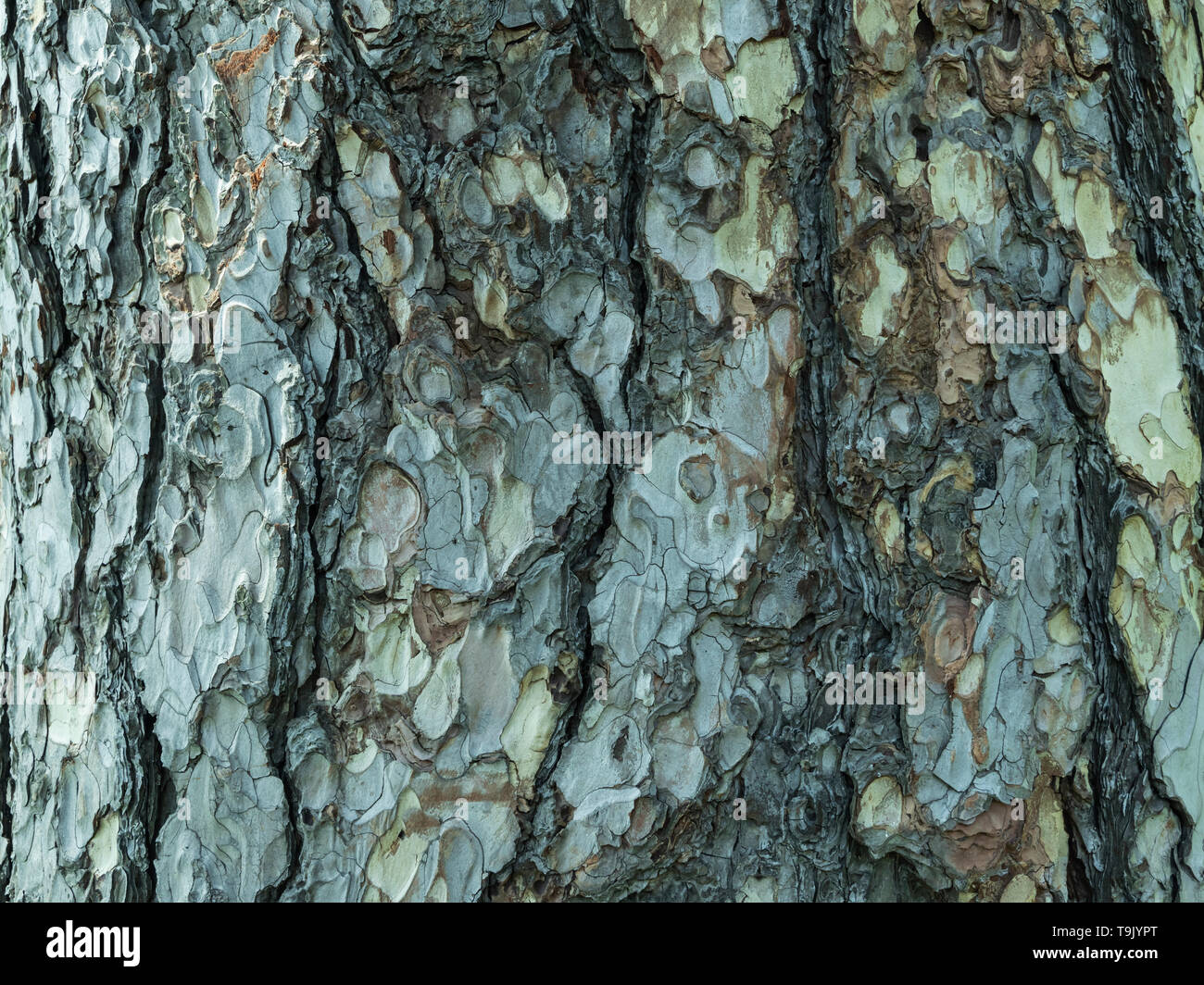 Tree bark background or texture pattern, abstract background and ...