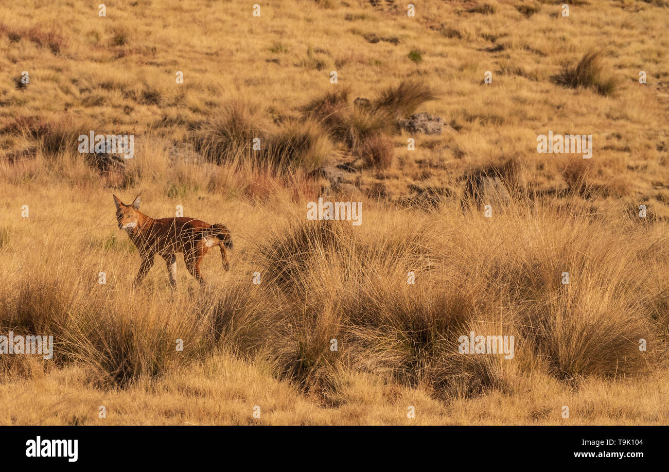Simien fox hi-res stock photography and images - Alamy