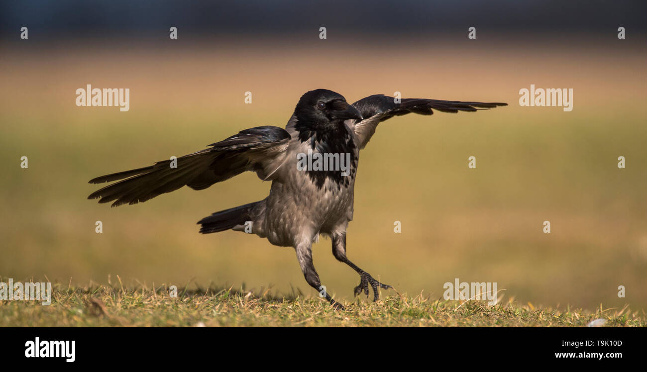 Hooded crow in winter, Hortobágy National Park, Hungary Stock Photo - Alamy