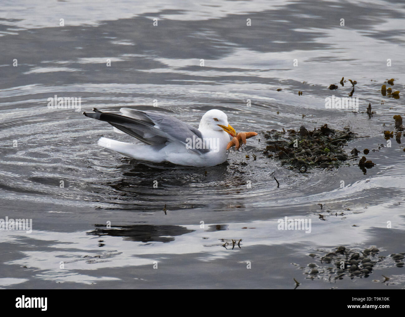 Loch Alainn High Resolution Stock Photography and Images - Alamy