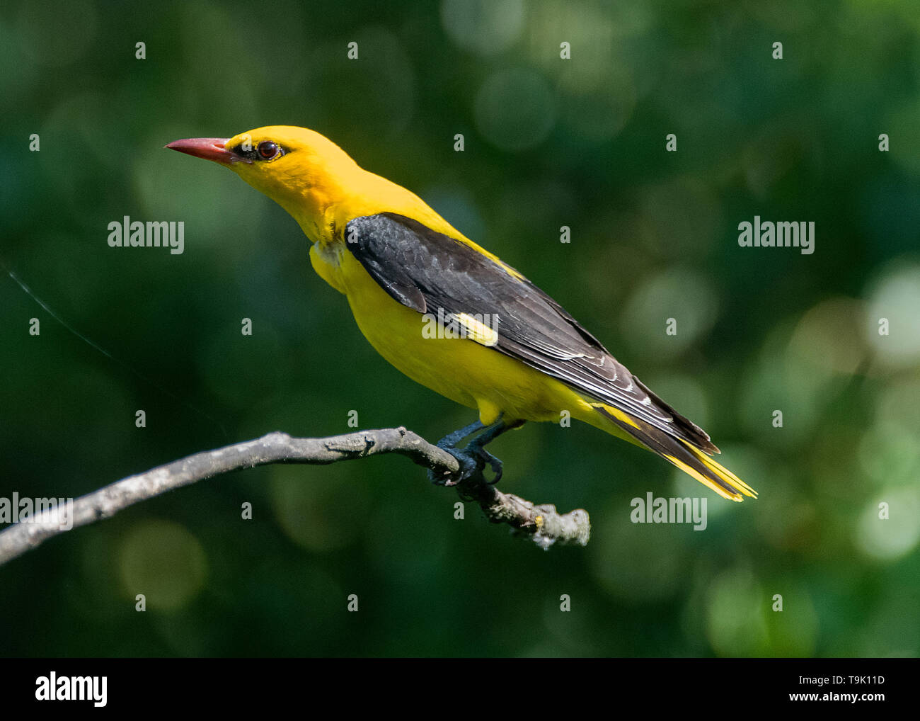 Golden oriole bird hi-res stock photography and images - Alamy