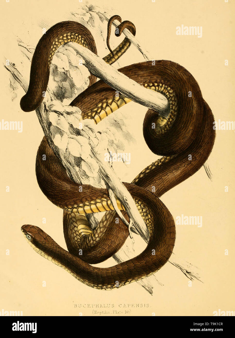 Vintage Snake Drawing