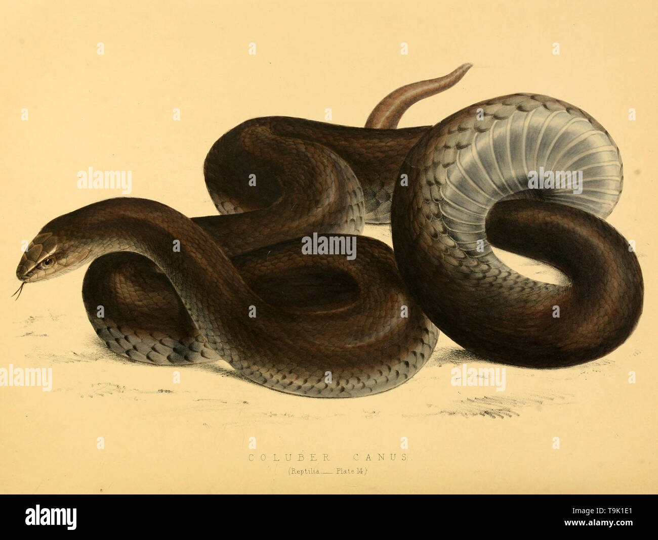 Beautiful vintage hand drawn illustrations of snakes and reptiles from ...