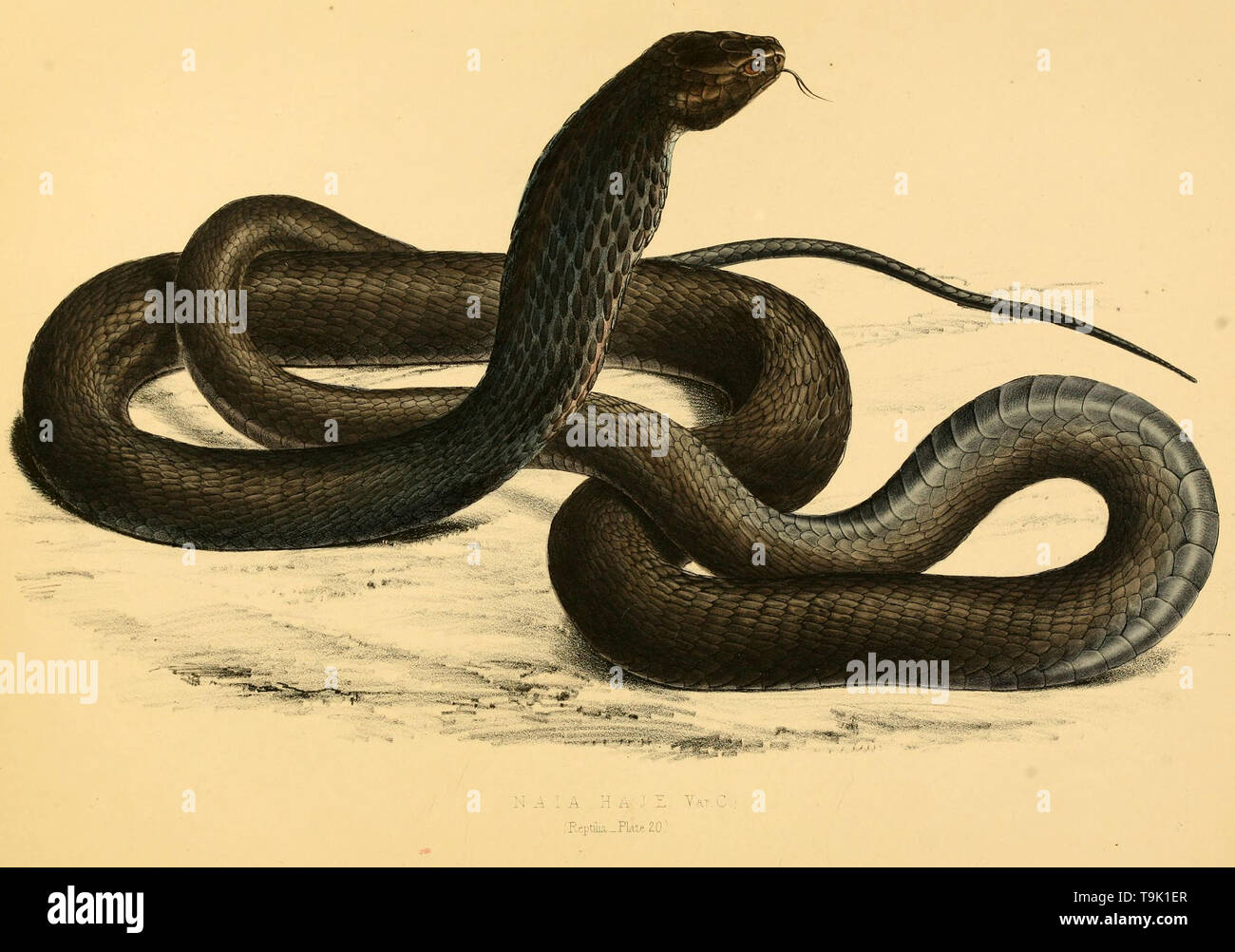 Beautiful vintage hand drawn illustrations of snakes and reptiles from ...