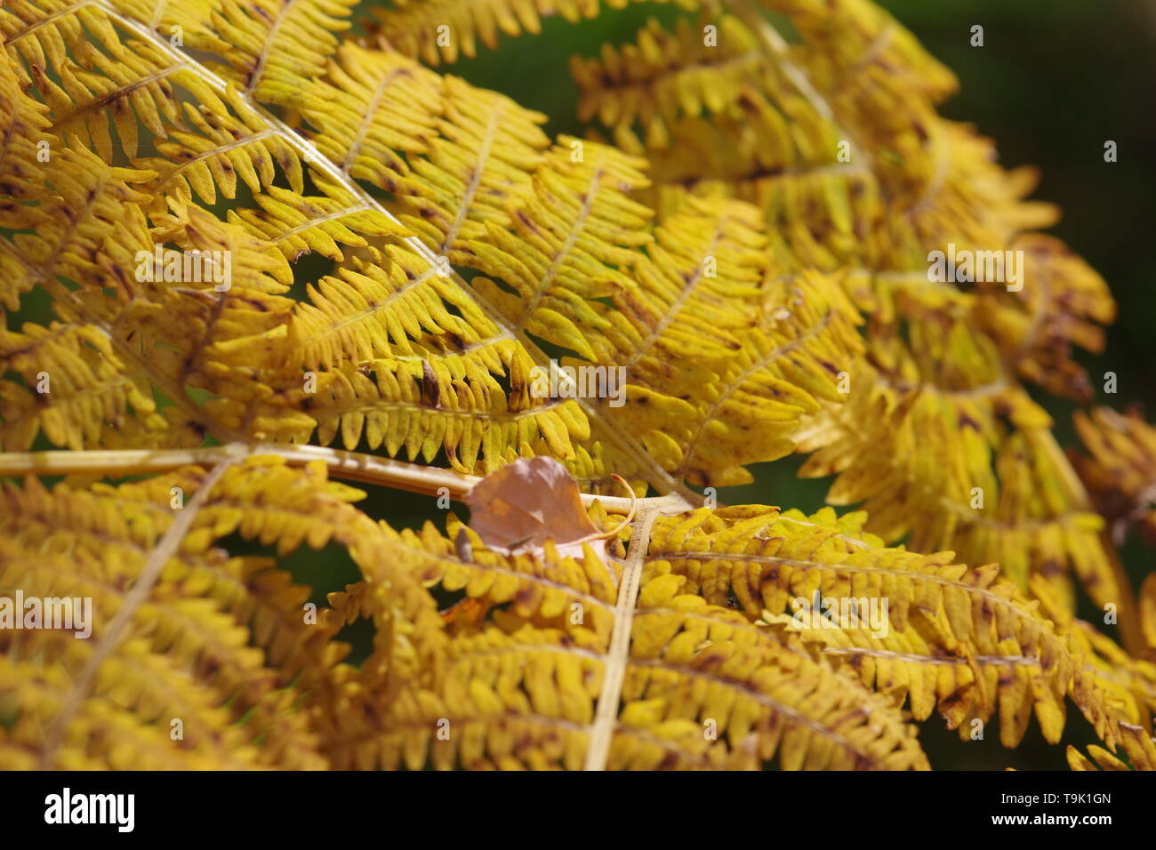 Golden Autumn Bracken Leaf Close Up. Muir of Dinnet NNR, Cairngorms ...
