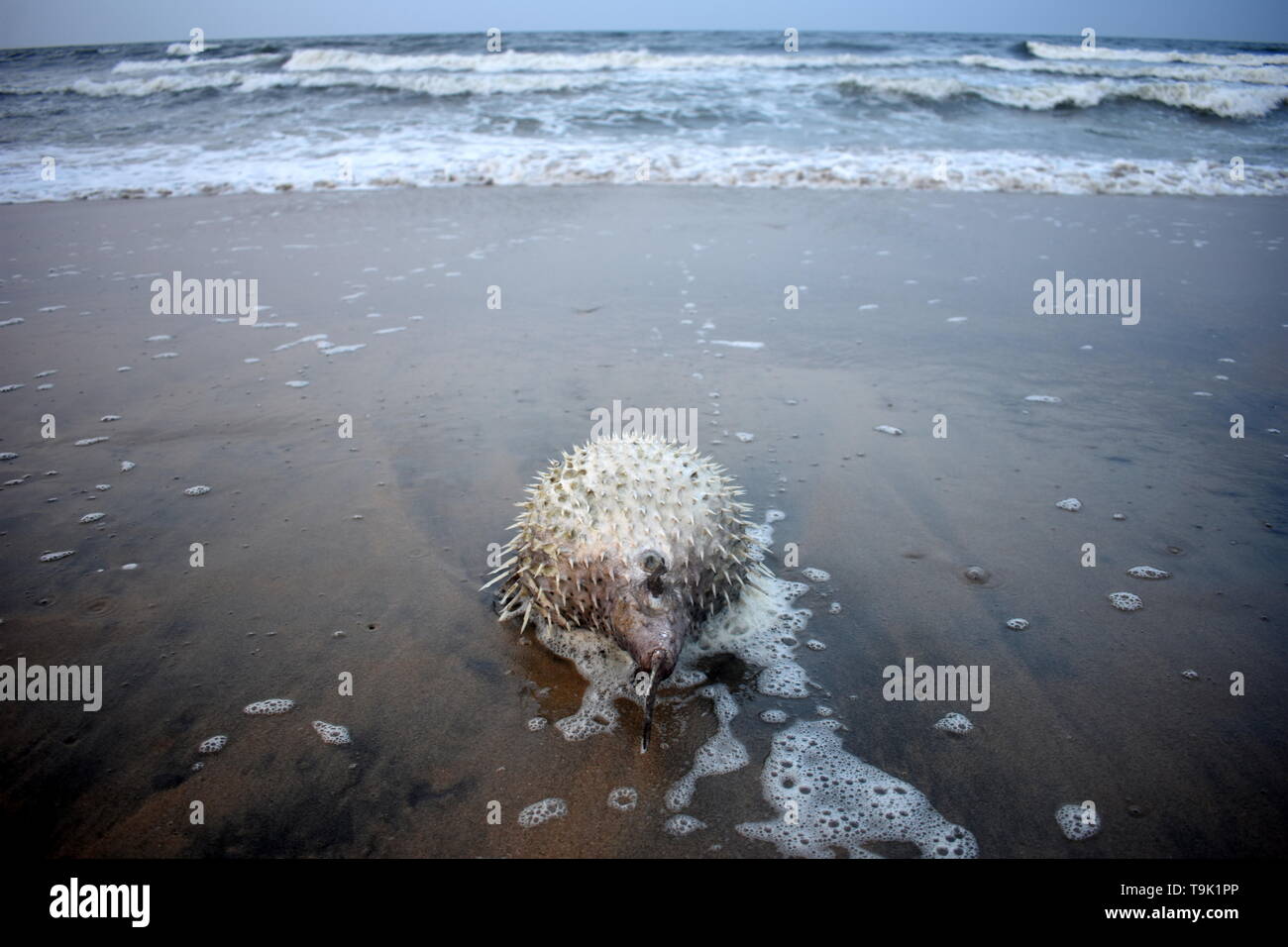 The hedgehog seahorse (Hippocampus spinosissimus) - a species of fish ...