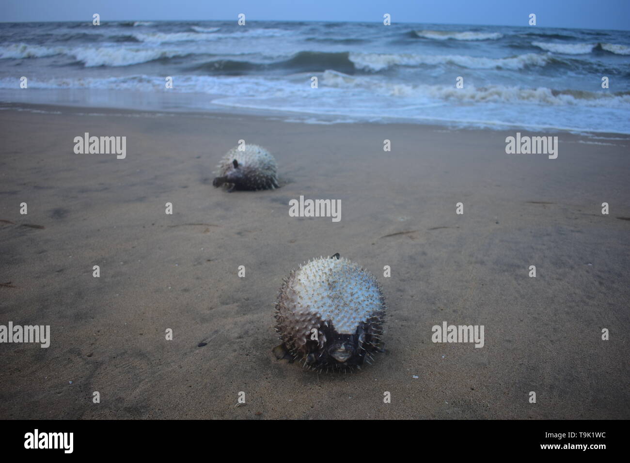The hedgehog seahorse (Hippocampus spinosissimus) - a species of fish ...