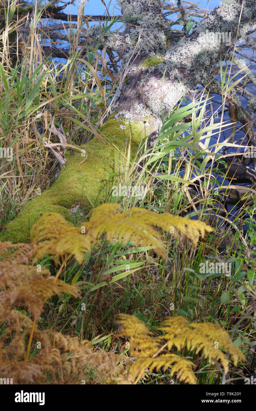 Golden Autumn Bracken Leaf Close Up by a Moss Covered Silver Birch Log ...