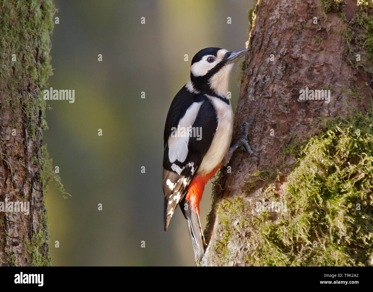 Woodpecker calendar bird image hi-res stock photography and images - Alamy