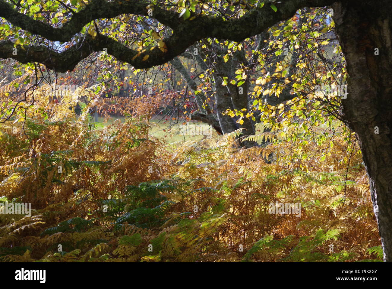Golden Autumn Bracken Beneath an Old Silver Birch Tree. Muir of Dinnet ...