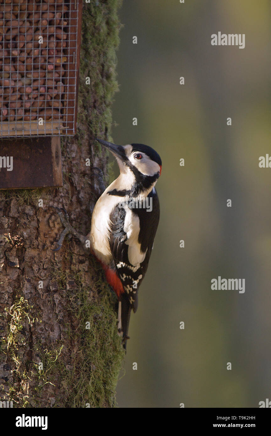 Great spotted Woodpecker, Dumfries, Scotland Stock Photo - Alamy