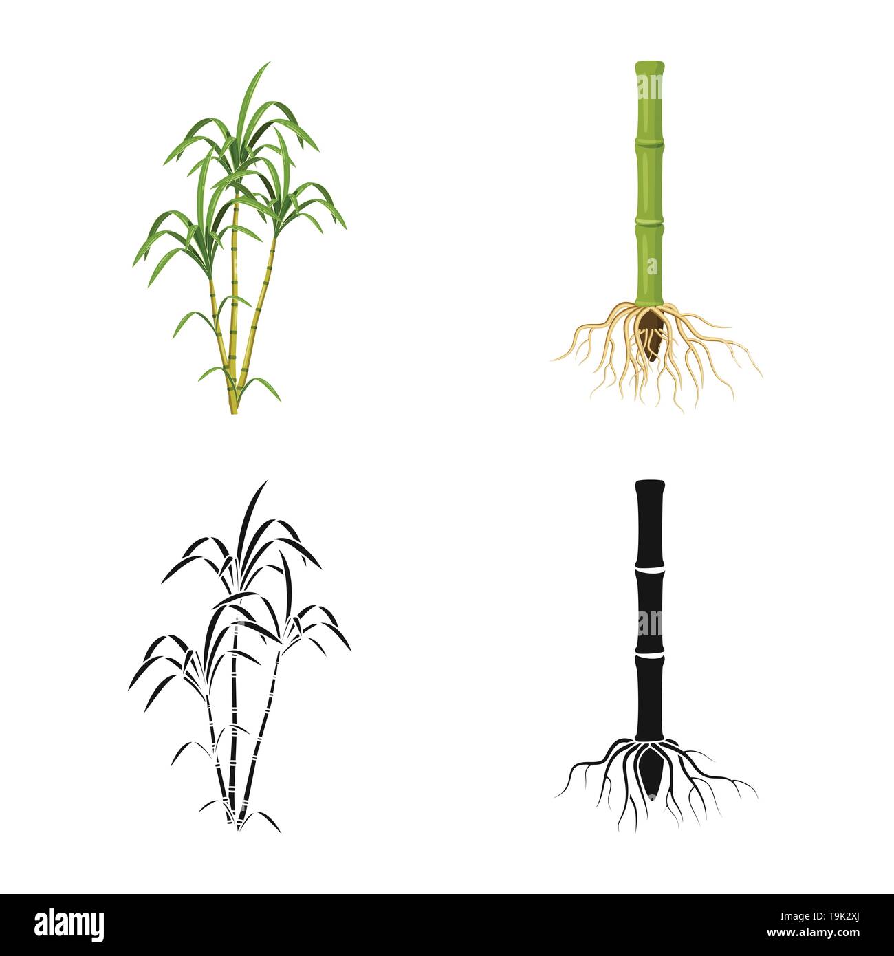 bush,root,palm,system,growth,stem,branch,sprout,juice,underground,leaf ...