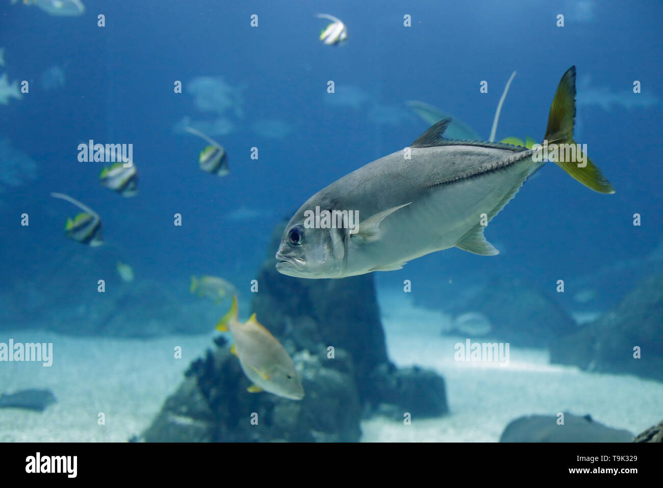 Salt water aquarium xareu fish, hippos caranx Stock Photo - Alamy
