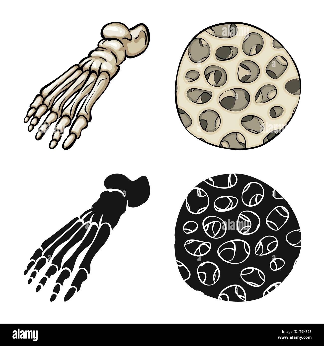 Foot tendon bone Stock Vector Images - Alamy