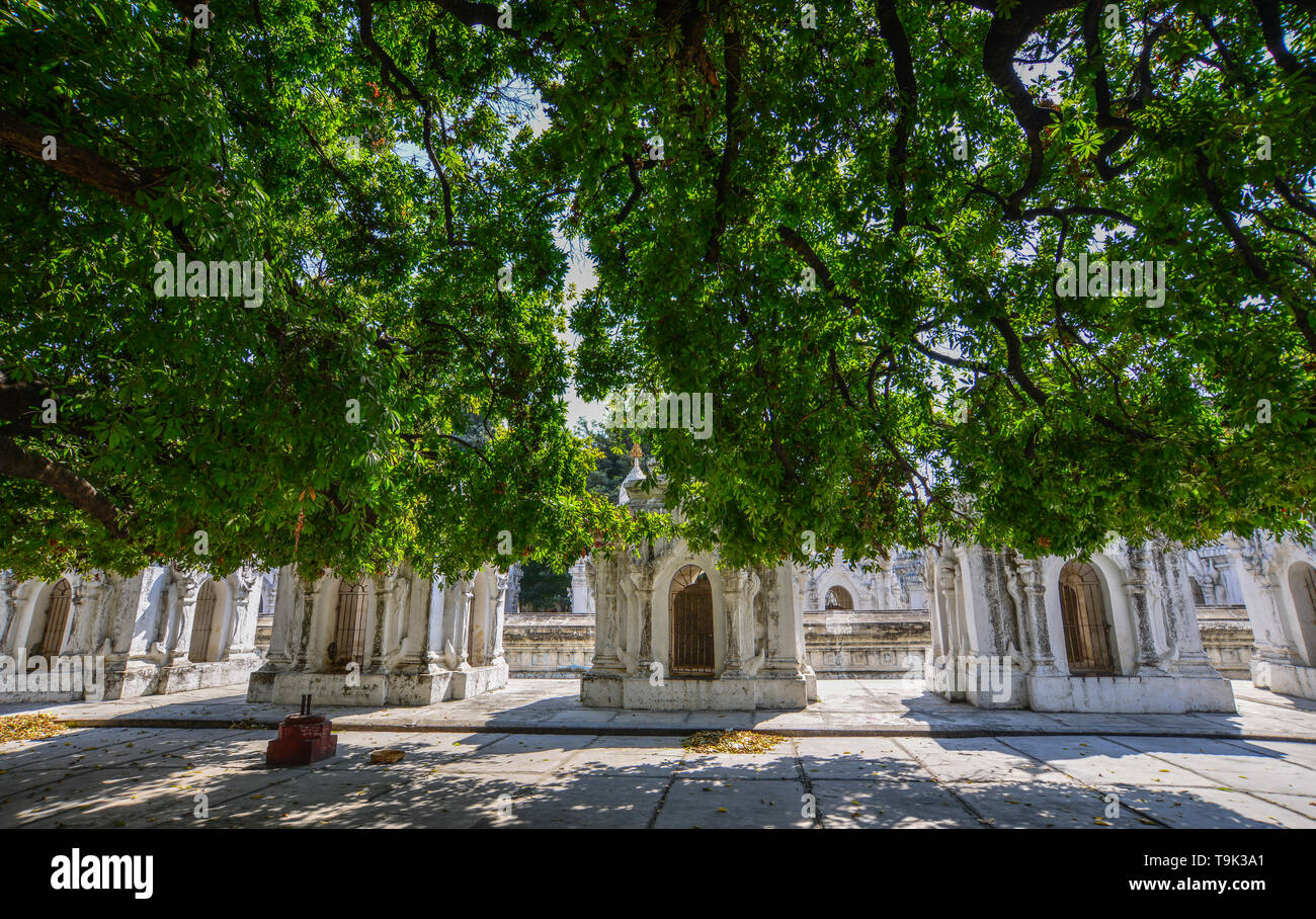 Huge tree at the garden of Buddhist temple in Mandalay, Myanmar Stock ...