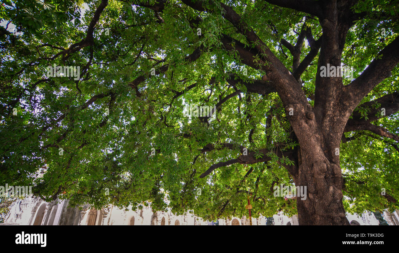 Huge tree at the garden of Buddhist temple in Mandalay, Myanmar Stock ...