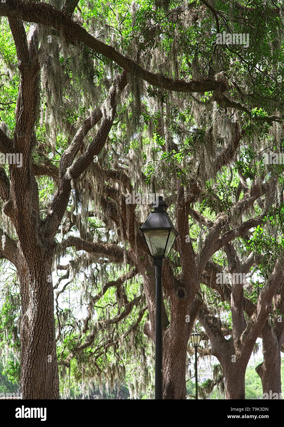A traditional street light with oak trees and spanish moss Stock Photo ...