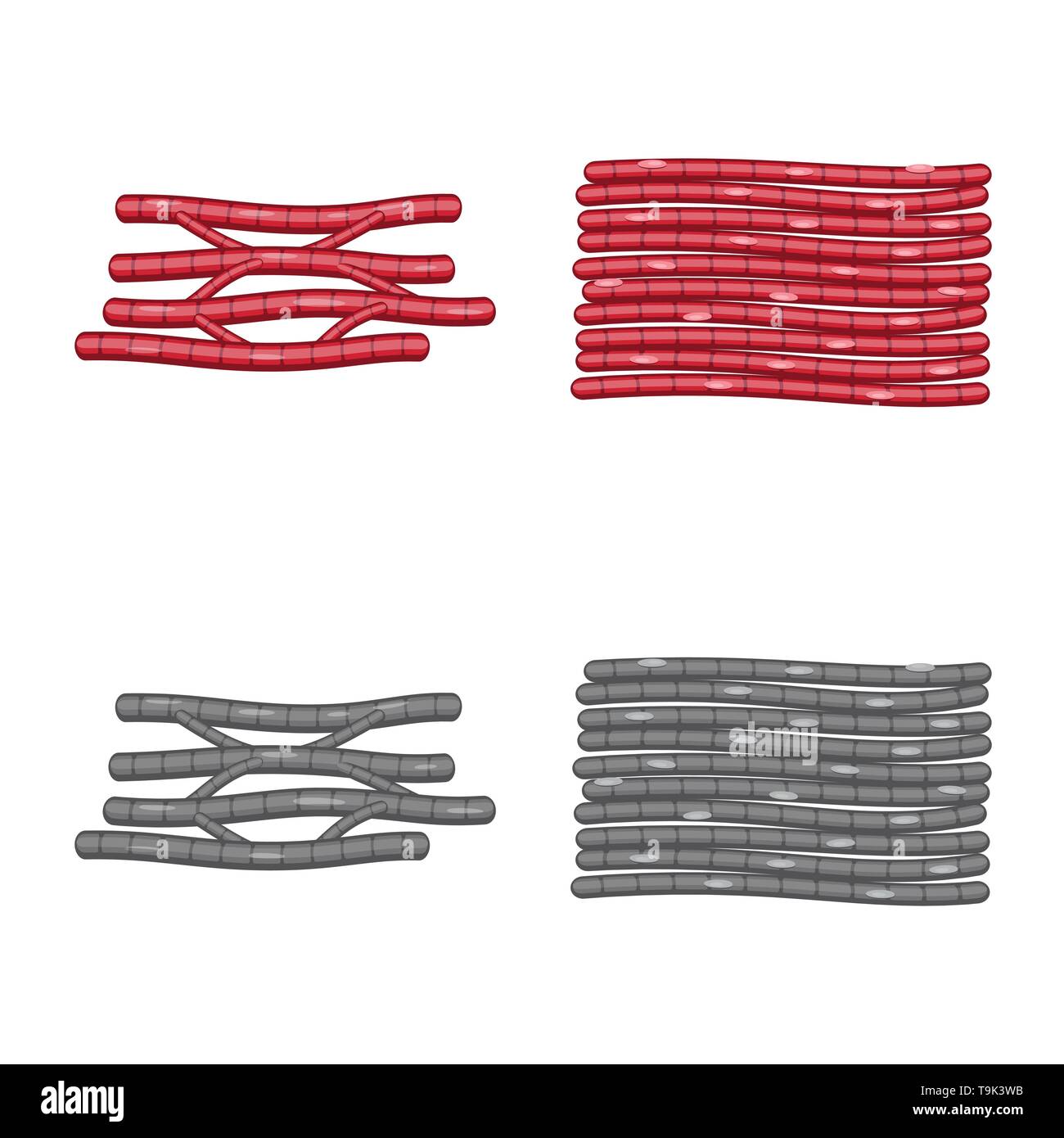 Vector illustration of fiber and muscular sign. Set of fiber and body ...