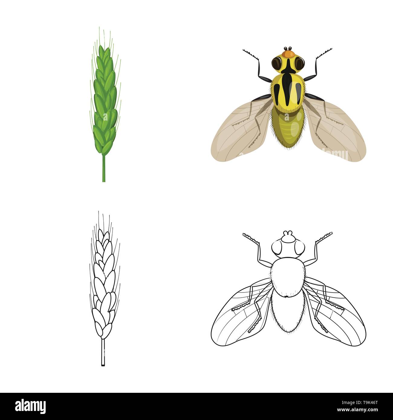 Cereal pest Stock Vector Images - Alamy