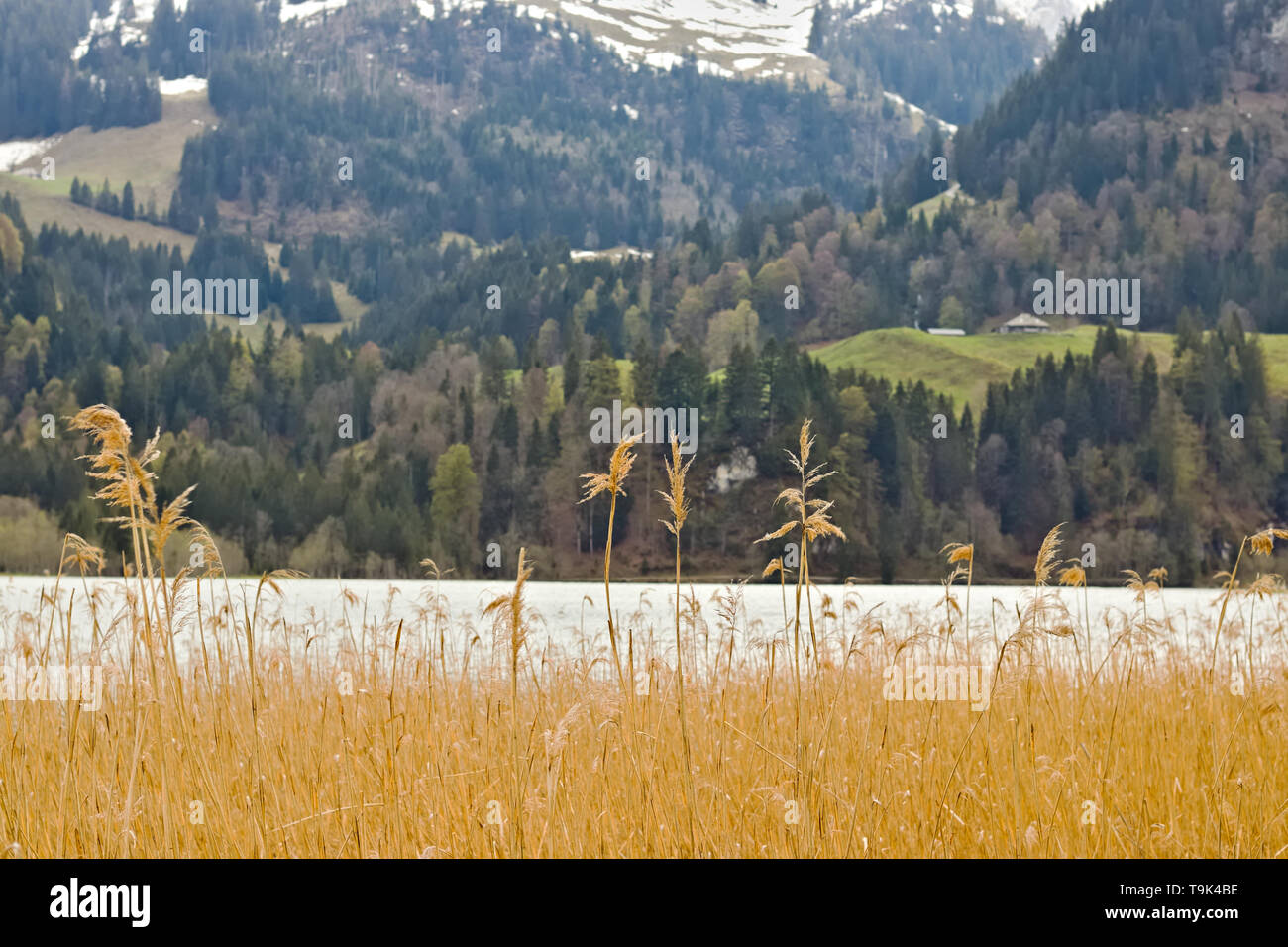 Brown reed growing at lake with green forest leading up the mountains ...