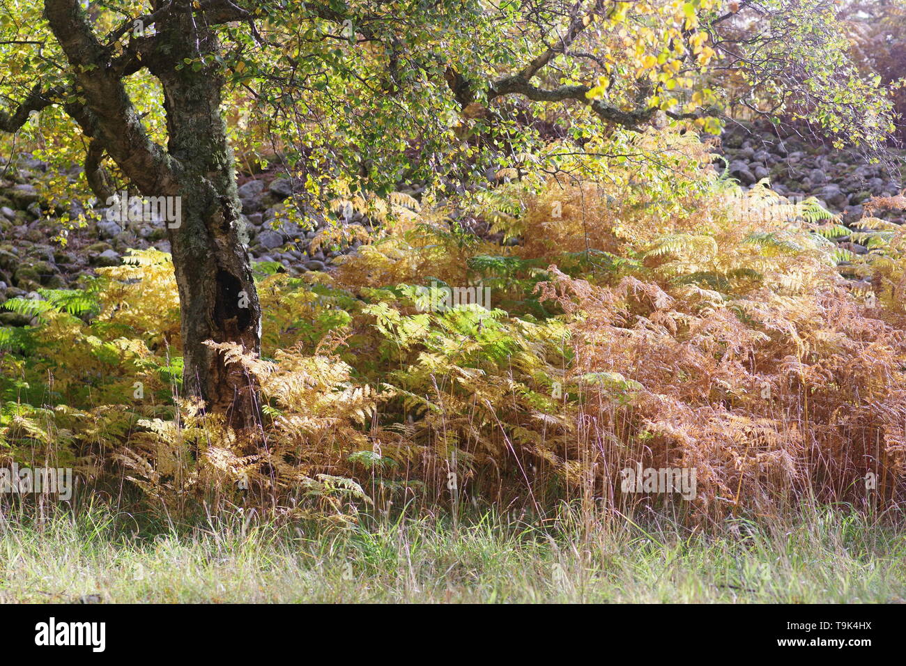 Golden Autumn Bracken Beneath an Old Silver Birch Tree. Muir of Dinnet ...
