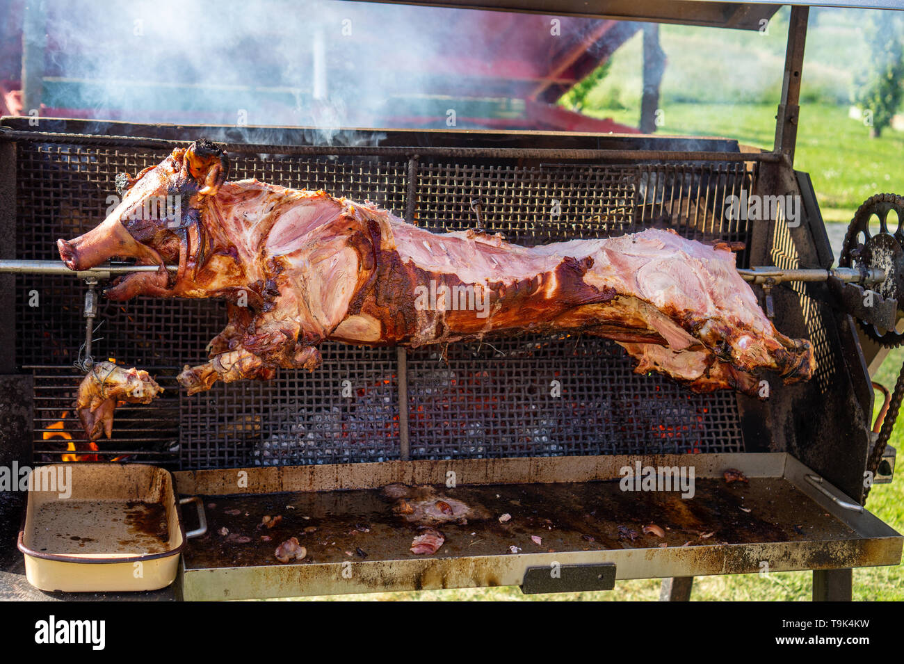 A pig grilled traditional coal and fire. The little pig is roasted ...