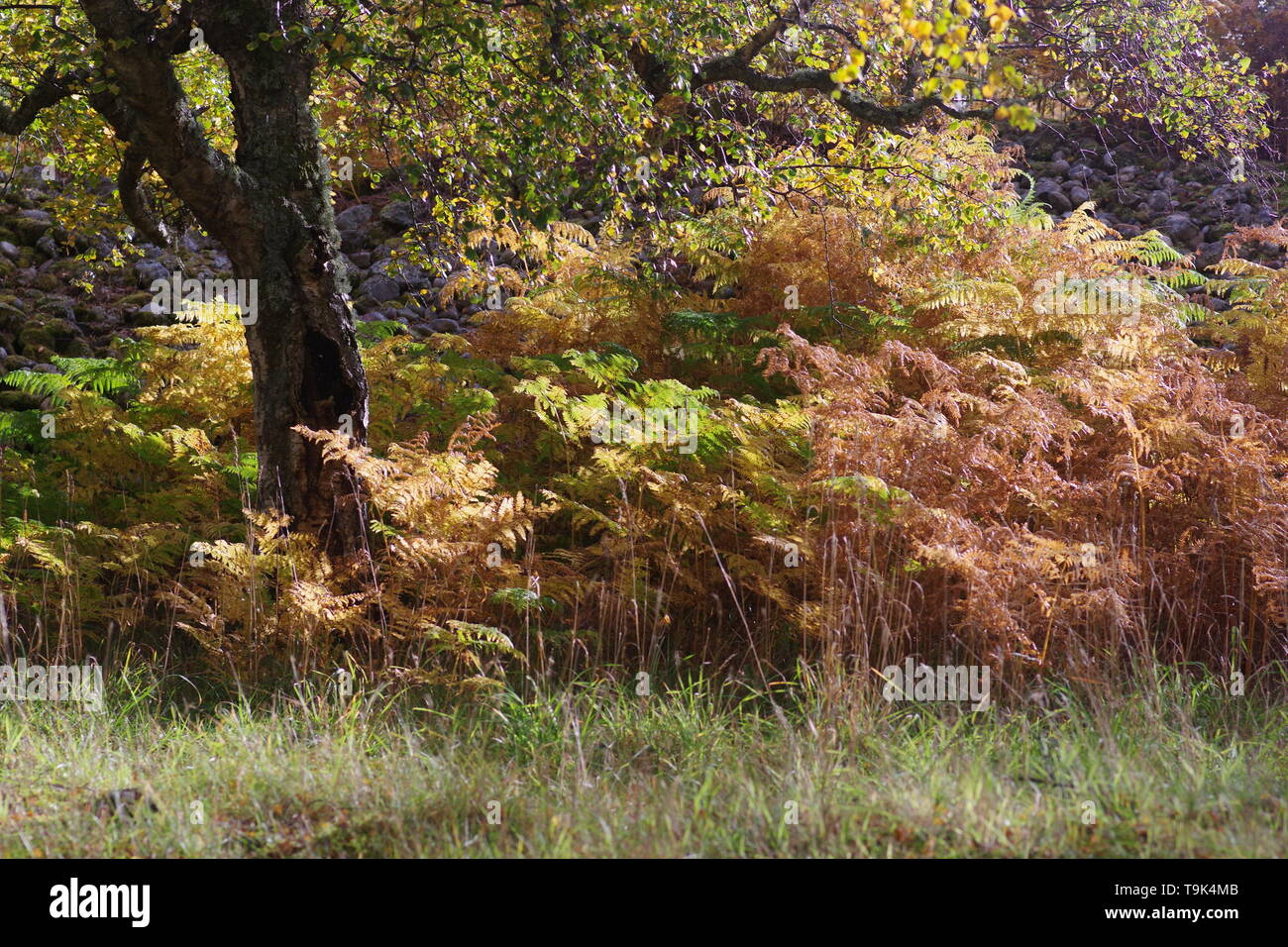 Golden Autumn Bracken Beneath an Old Silver Birch Tree. Muir of Dinnet ...