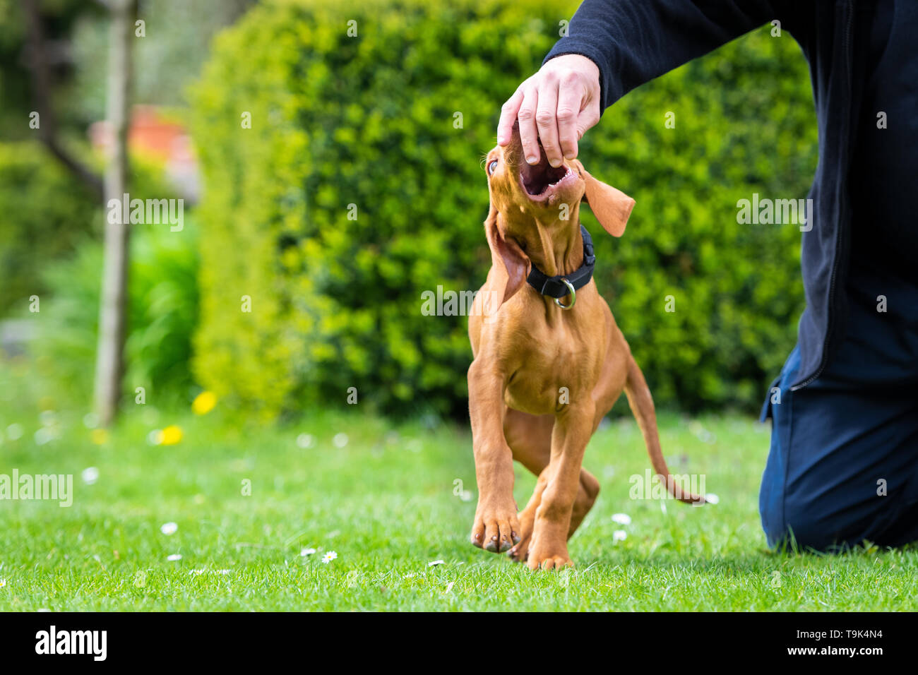 Angry hand biting hi-res stock photography and images - Alamy