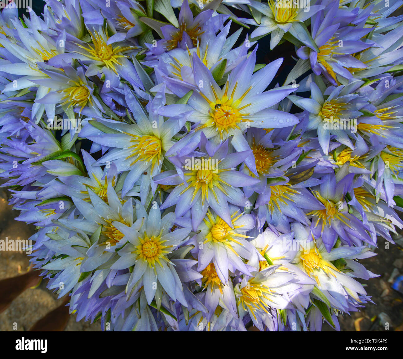 Waterlily flowers for sale at the Buddhist Pagoda in Mandalay, Myanmar ...