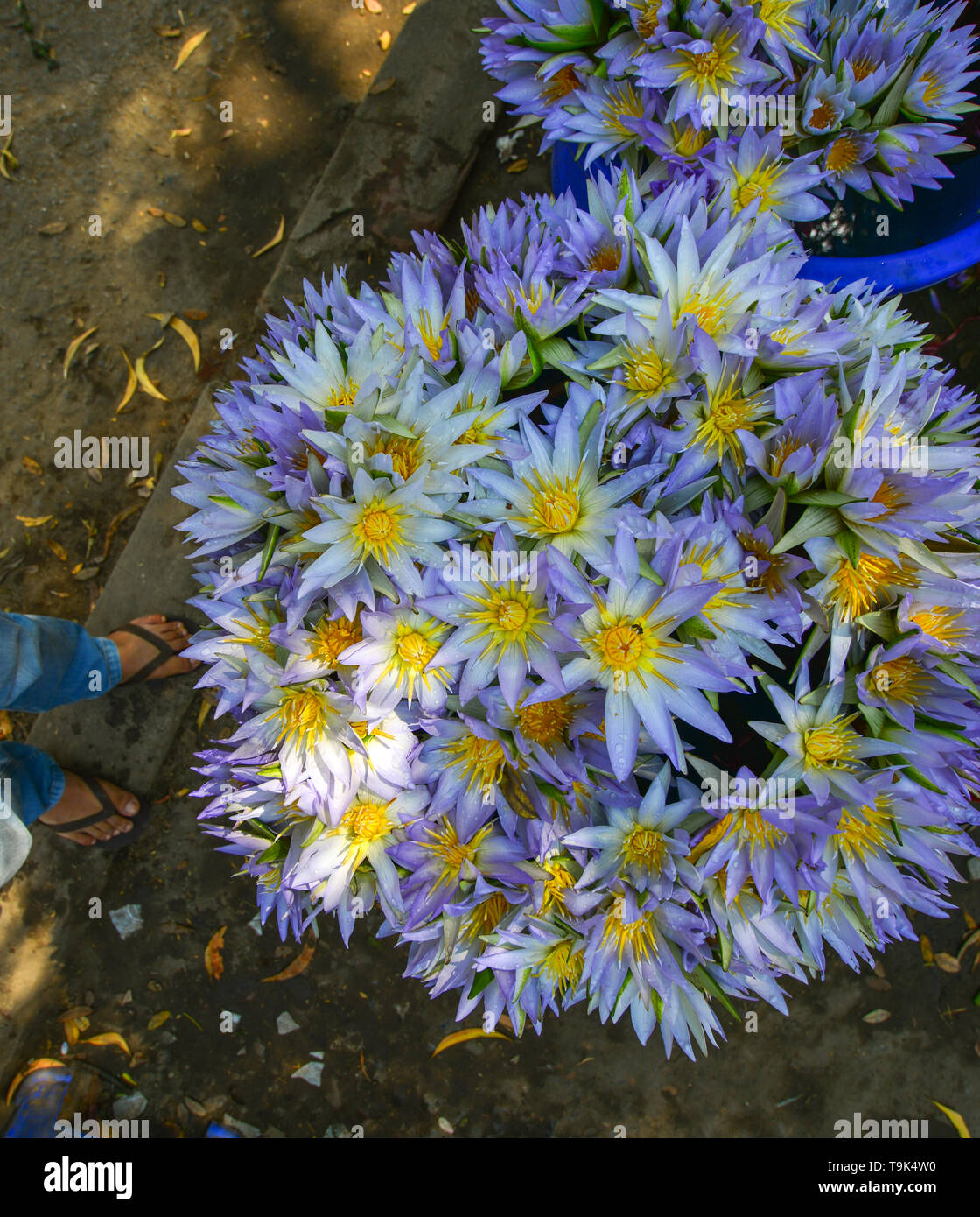 Waterlily flowers for sale at the Buddhist Pagoda in Mandalay, Myanmar ...