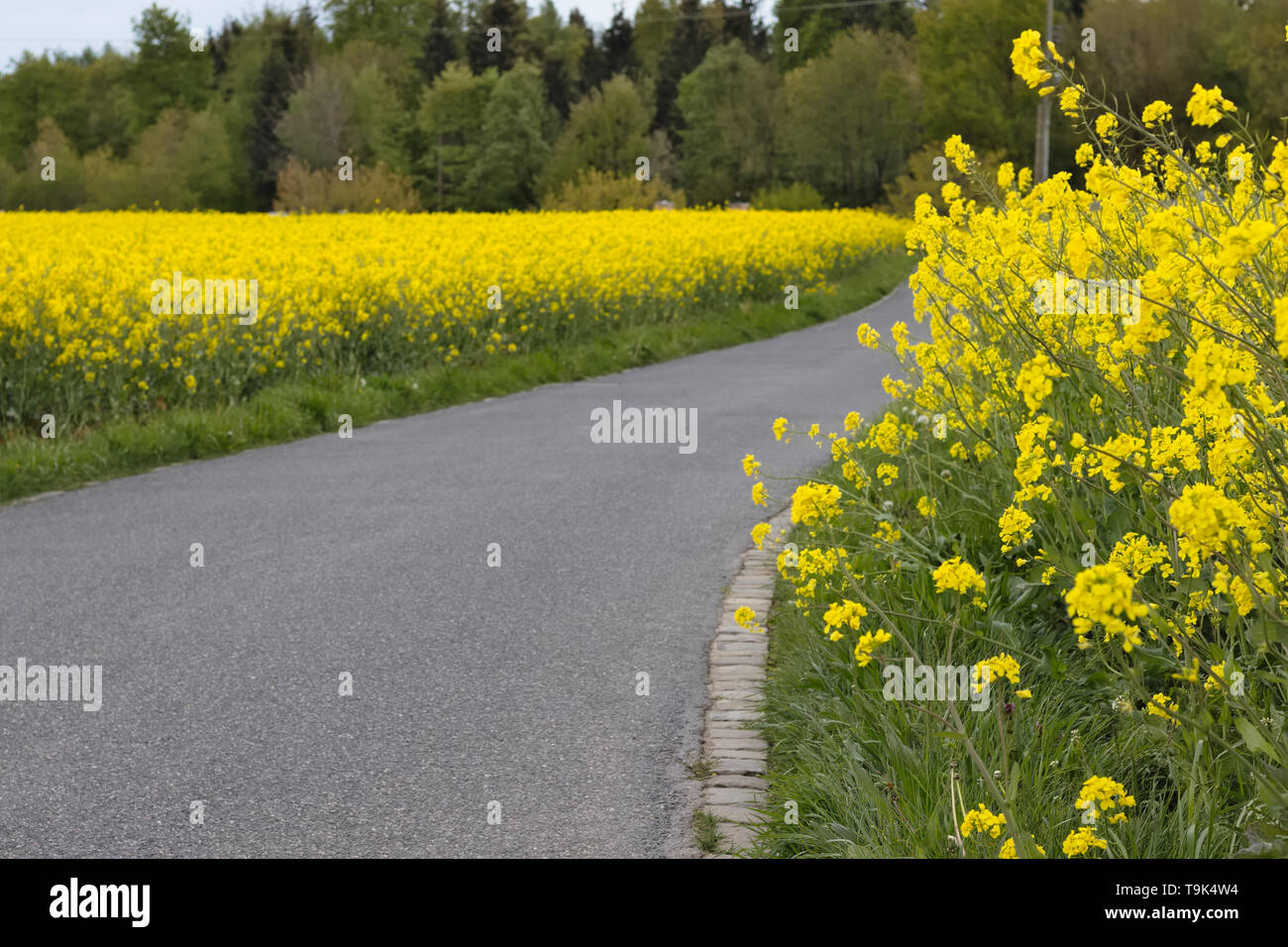 Grey concrete pathway through yellow field of blooming raps with forest ...