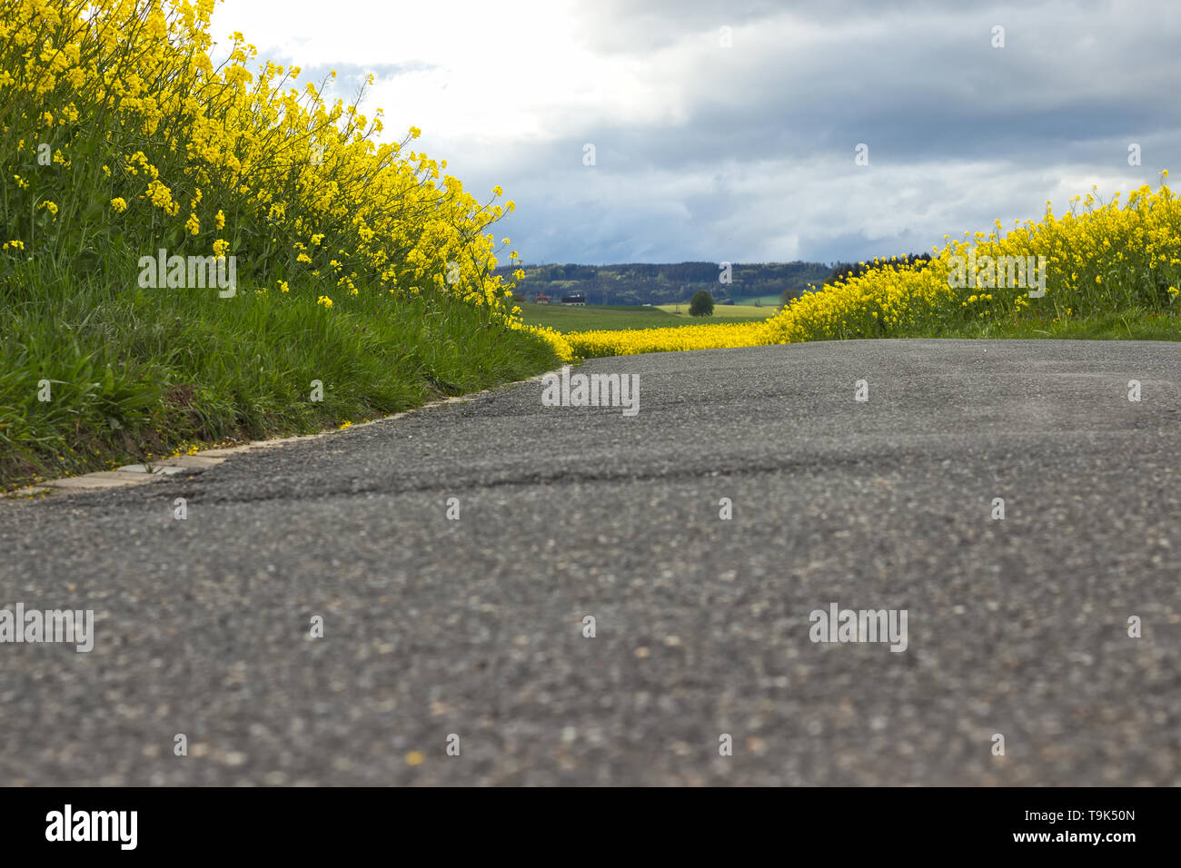 Grey concrete pathway through yellow field of blooming raps in the ...