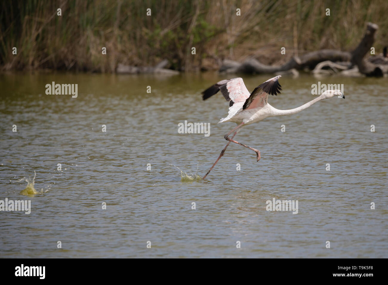 Flamingo take off hi-res stock photography and images - Alamy