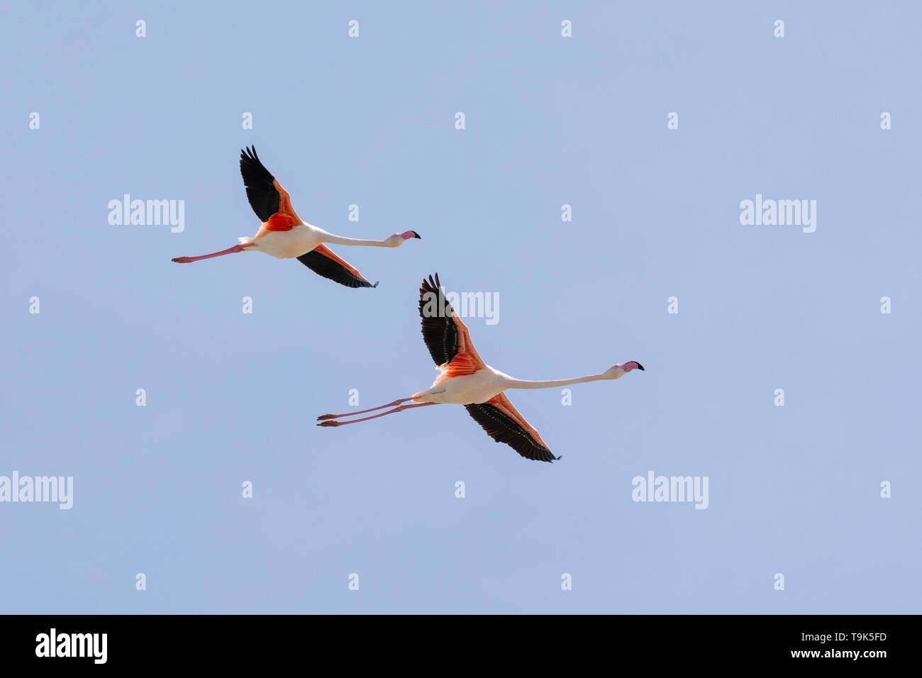 Two flamingos in flight hi-res stock photography and images - Alamy