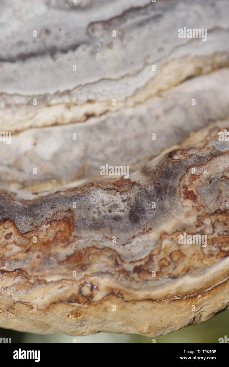 Macro of Birch Hoof Fungi (Fomes fomentarius), Birch Tree Bracket Fungi ...