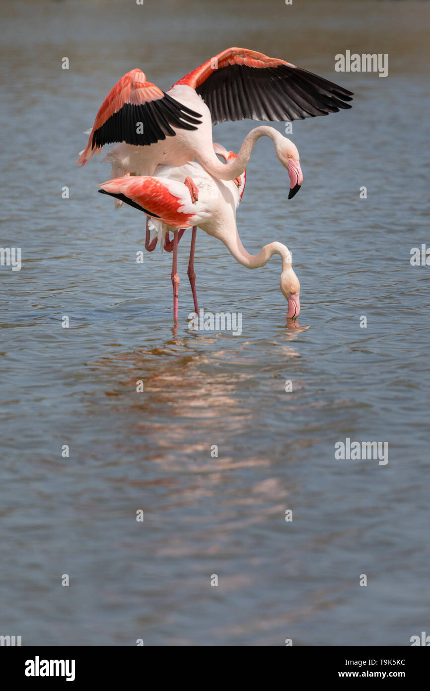 Pink flamingos mating hi-res stock photography and images - Alamy