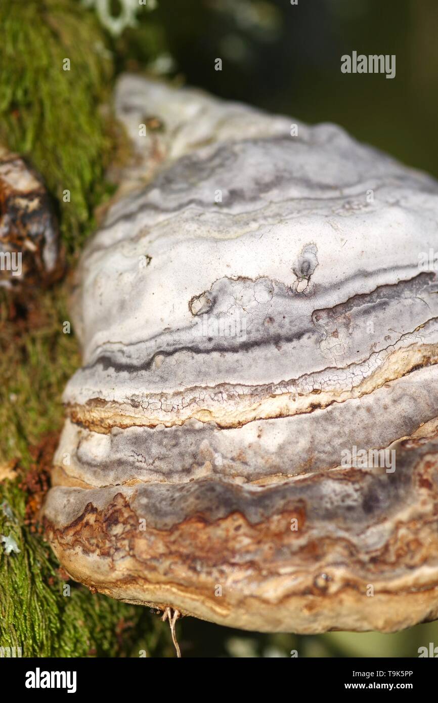 Macro of Birch Hoof Fungi (Fomes fomentarius), Birch Tree Bracket Fungi ...