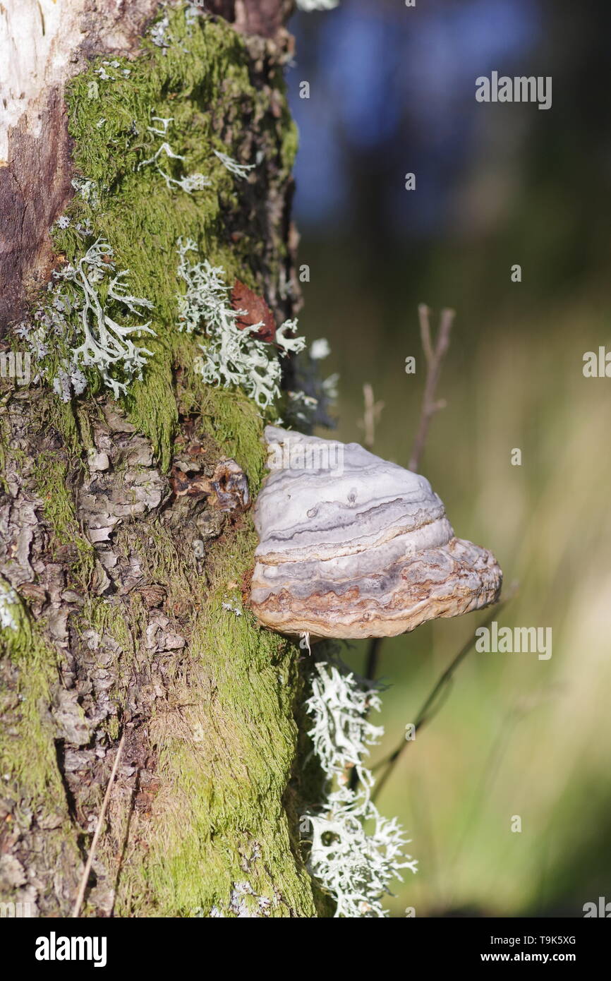 Macro of Birch Hoof Fungi (Fomes fomentarius), Birch Tree Bracket Fungi ...
