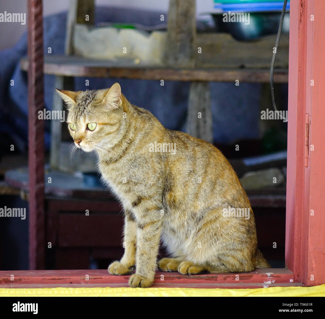 Burmese cat eating hi-res stock photography and images - Alamy