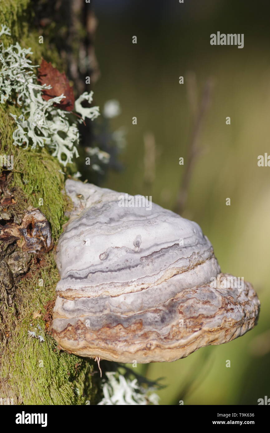 Hoof fungus silver birch hi-res stock photography and images - Alamy
