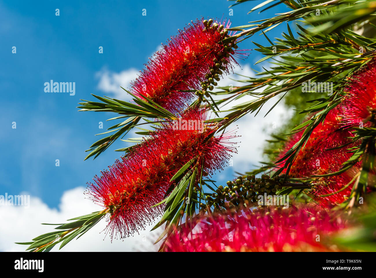 Callistemon Rigidus or Bottle Brush growing in a country garden Stock ...