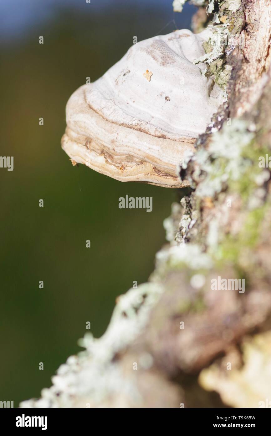 Macro of Birch Hoof Fungi (Fomes fomentarius), Birch Tree Bracket Fungi ...