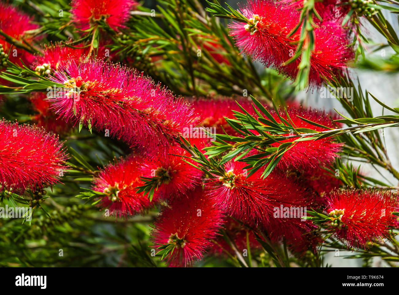 Callistemon rigidus hi-res stock photography and images - Alamy