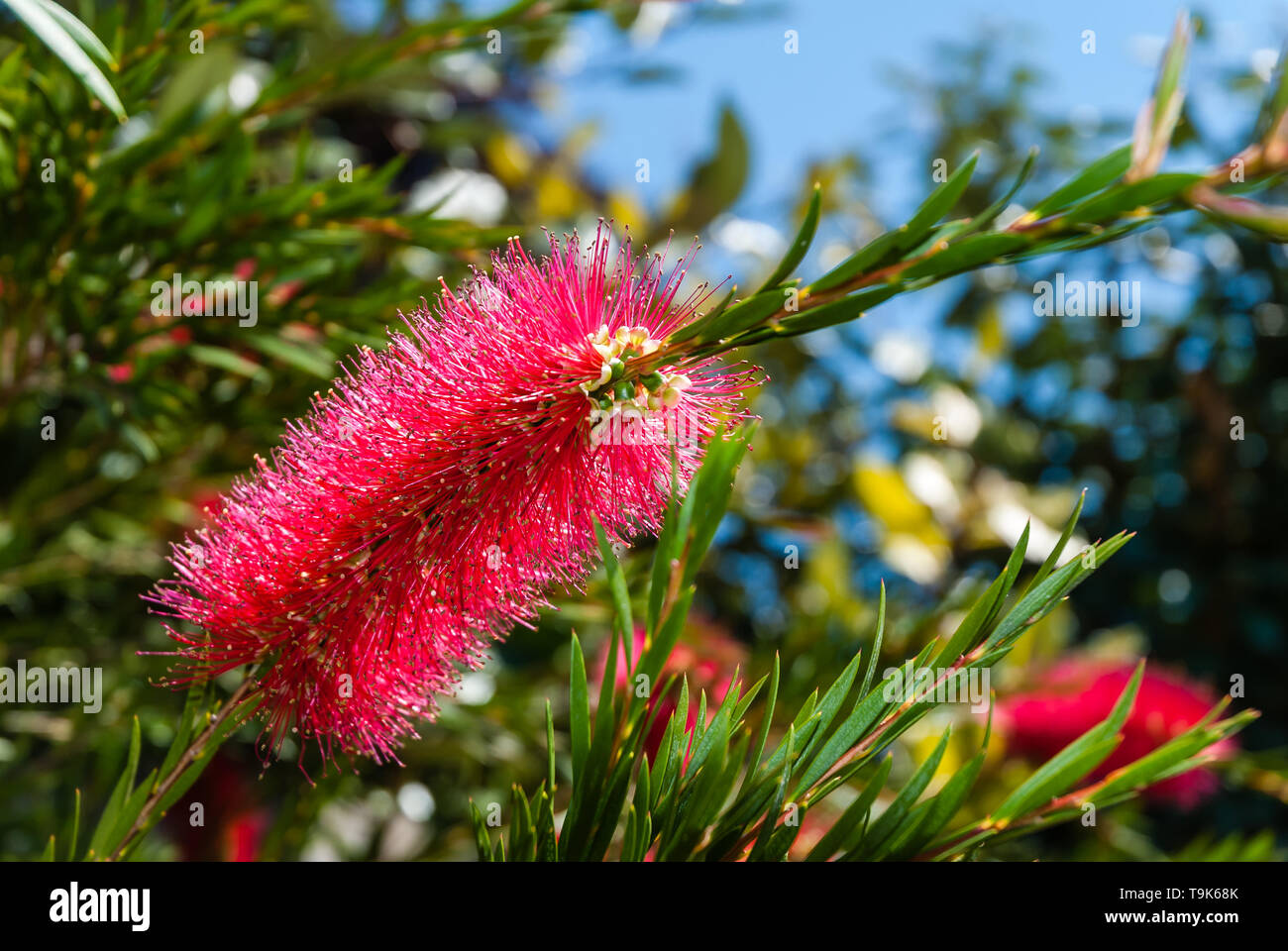 Callistemon rigidus hi-res stock photography and images - Alamy