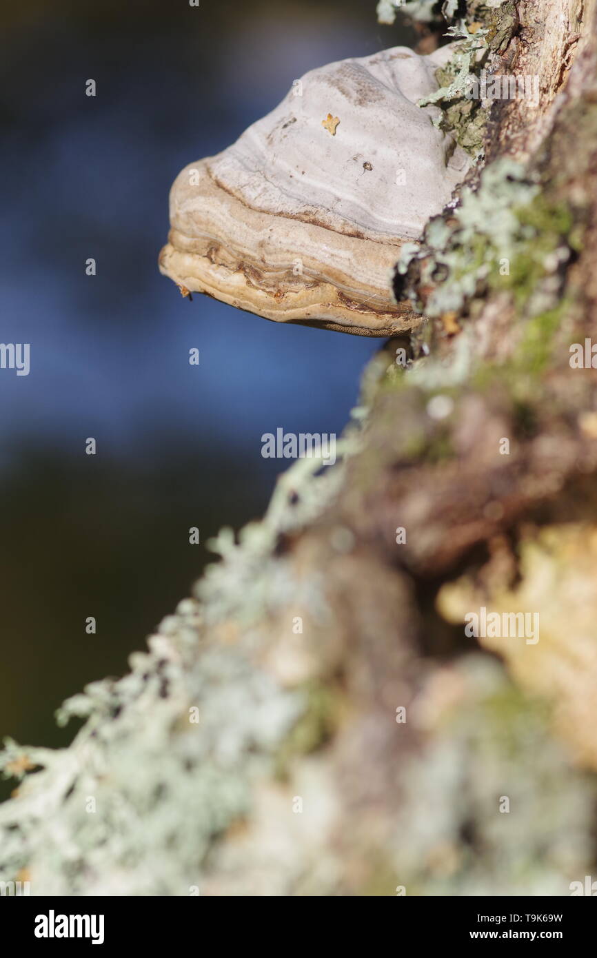 Macro of Birch Hoof Fungi (Fomes fomentarius), Birch Tree Bracket Fungi ...
